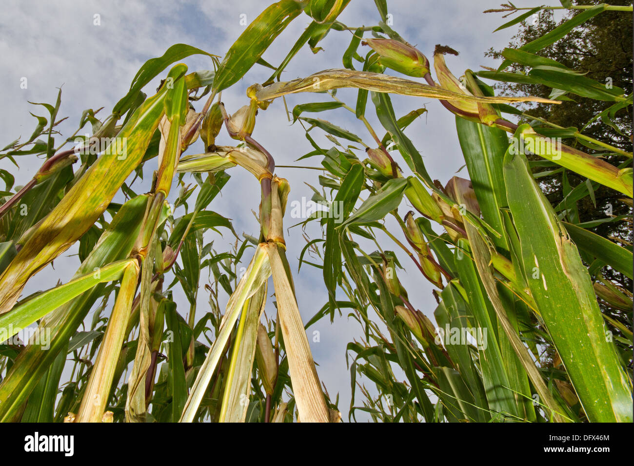 Tall Maize plants Stock Photo - Alamy