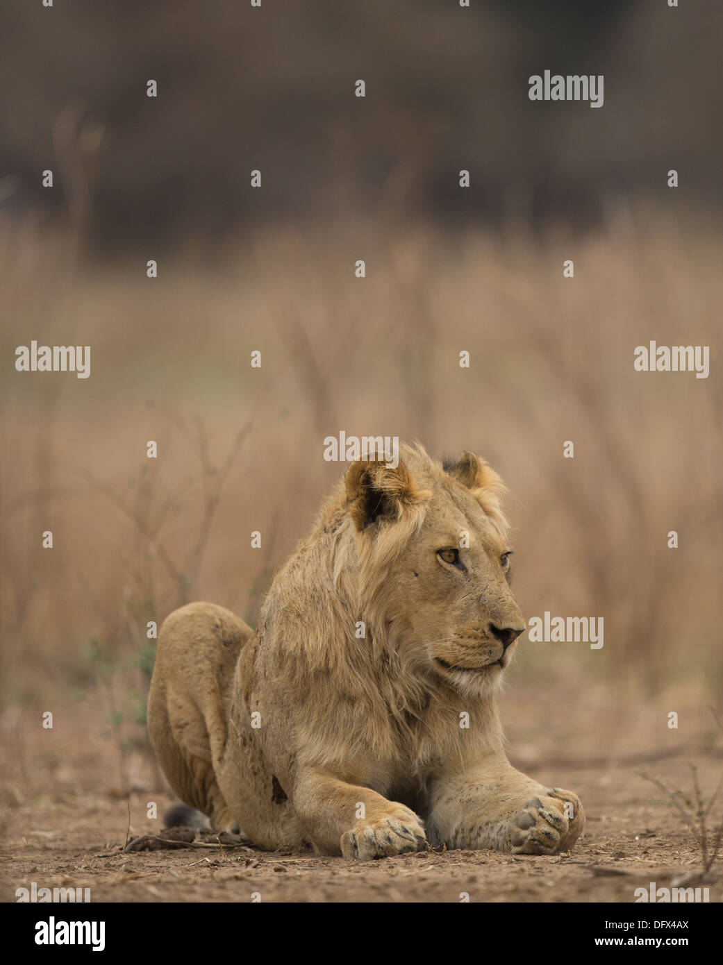 Lion around hi-res stock photography and images - Alamy