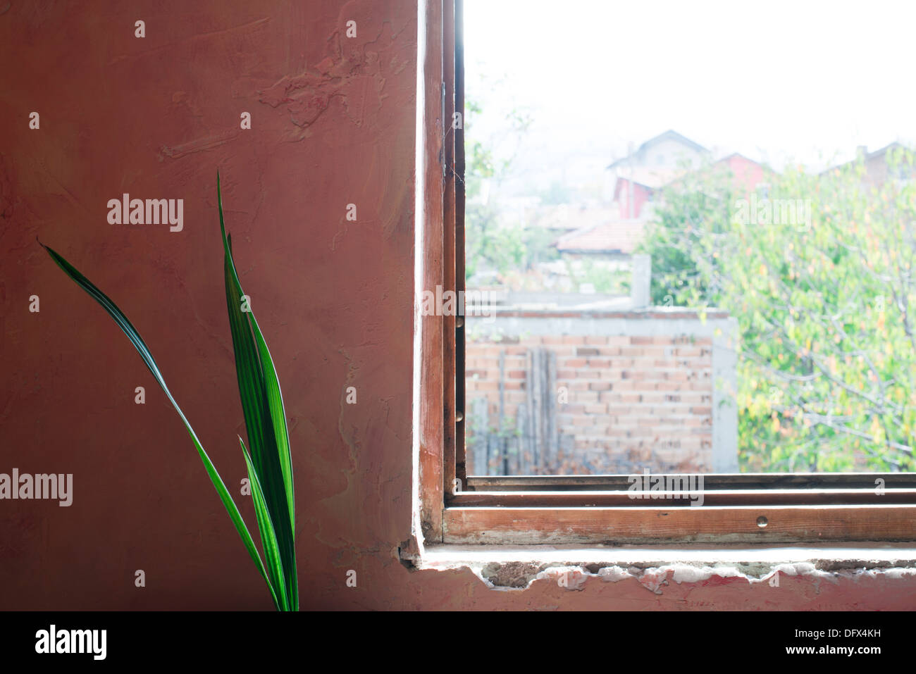 Window and plant interior. Close up Stock Photo - Alamy