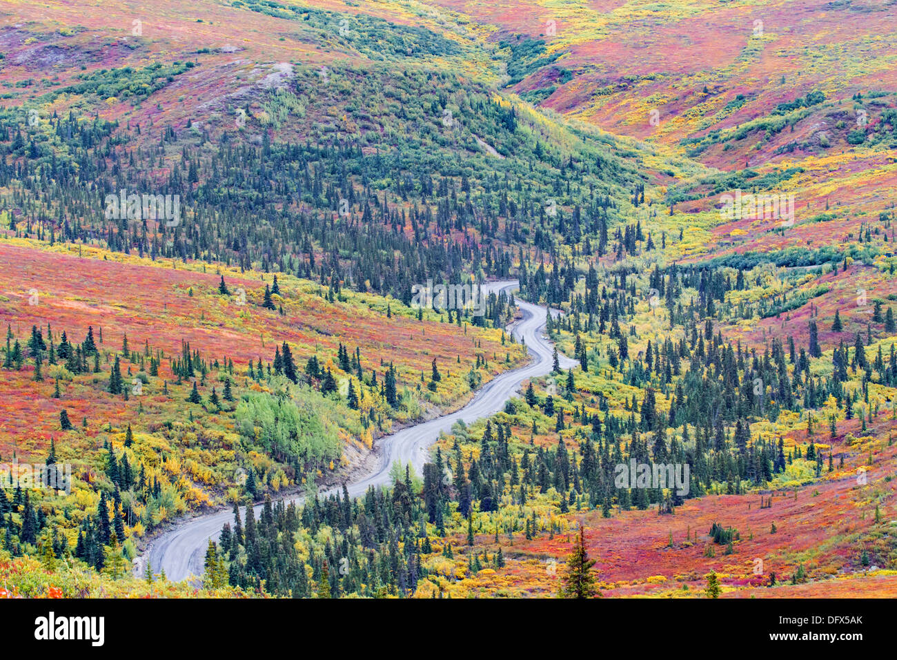 Winding park road in Denali national park in blazing fall colors ...