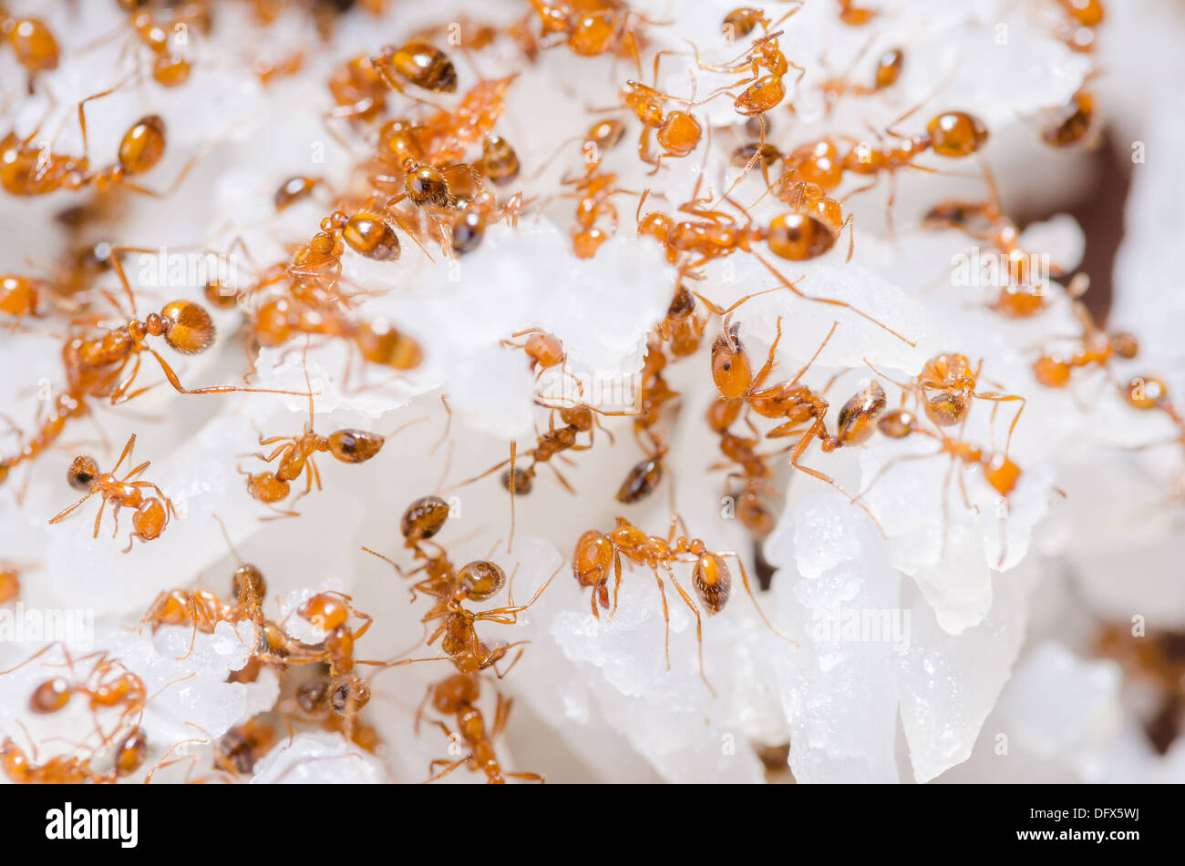 Red fire ants on the rice in home Stock Photo - Alamy