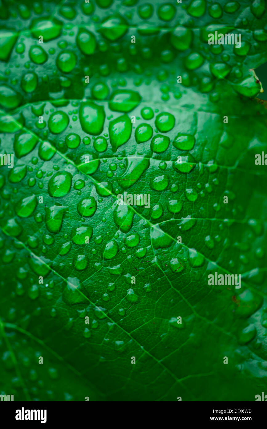 Green leaf and dew. Close up dew background Stock Photo - Alamy