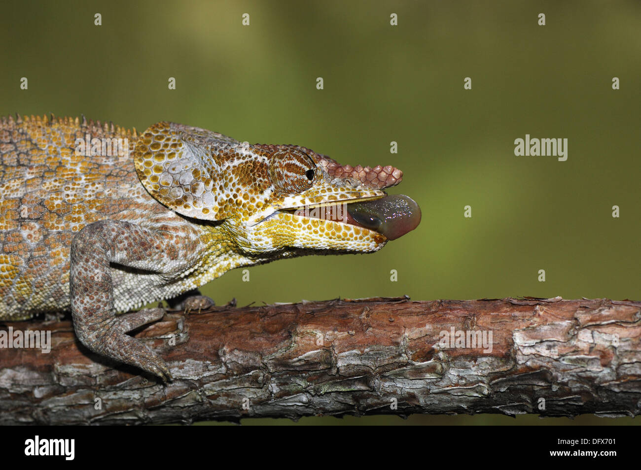 Short-horned or Elephant-eared chameleon (Calumma brevicorne), male ...