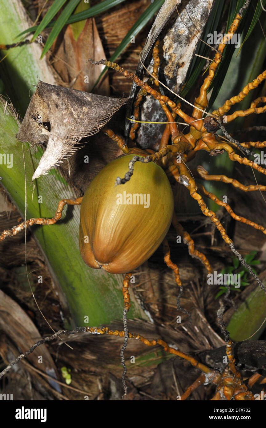 Coco nucifera hi-res stock photography and images - Alamy