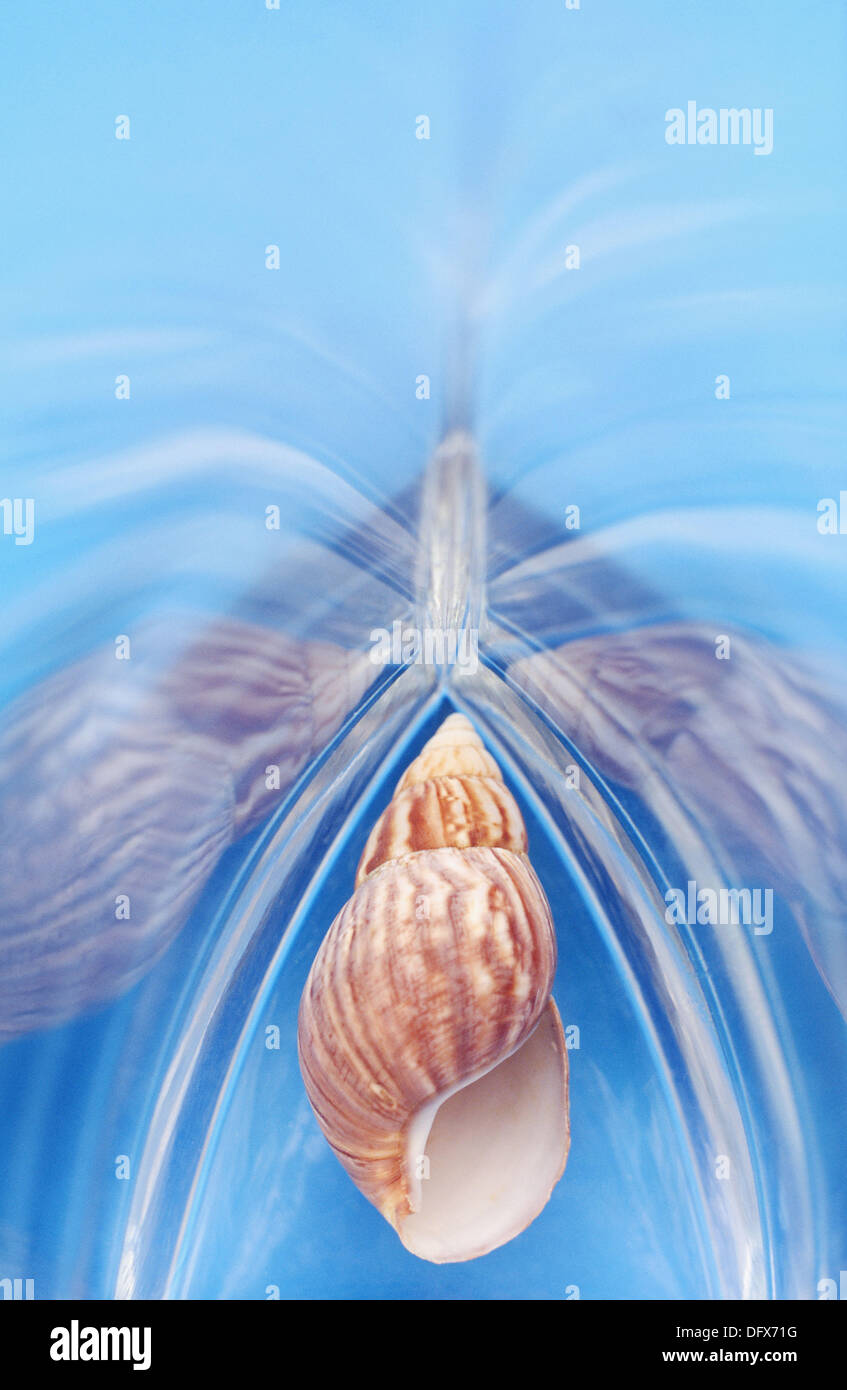 Sea shell in blue background Stock Photo - Alamy
