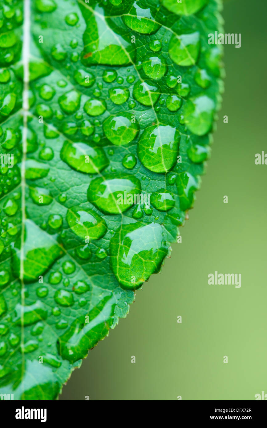 Green leaf and dew. Close up dew background Stock Photo - Alamy