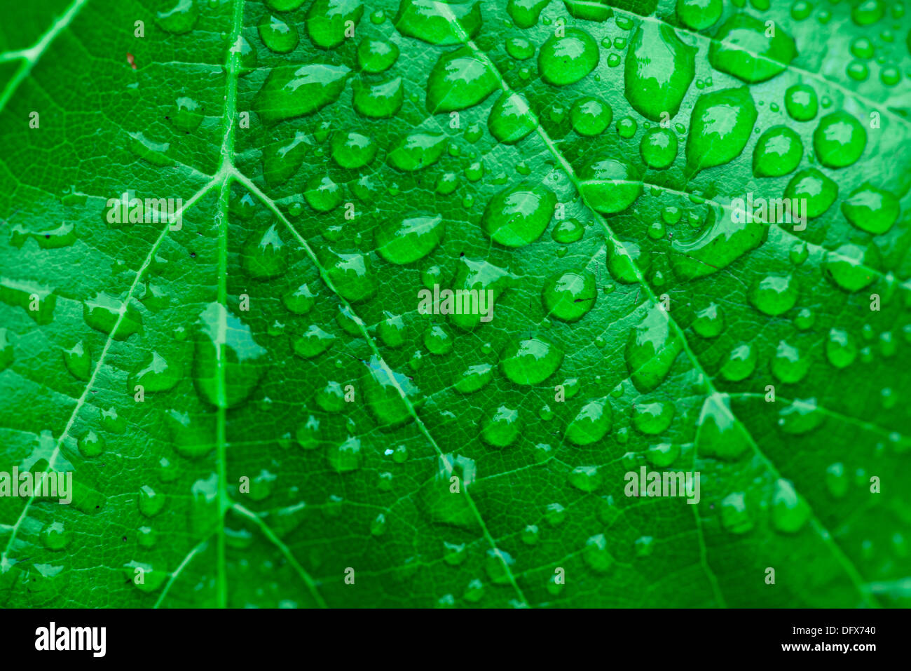 Green leaf and dew. Close up dew background Stock Photo - Alamy