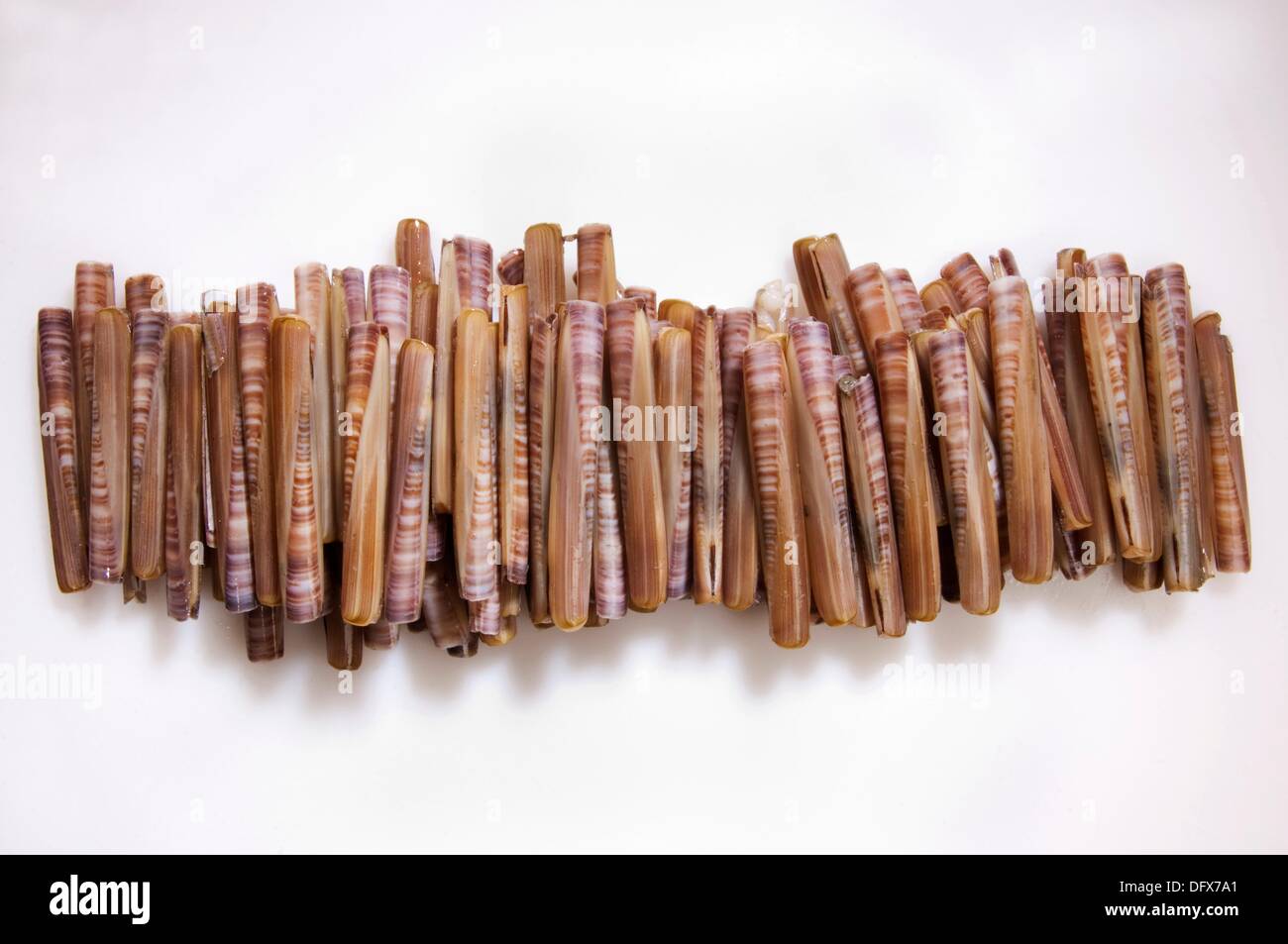 Shell fish farming hi-res stock photography and images - Alamy