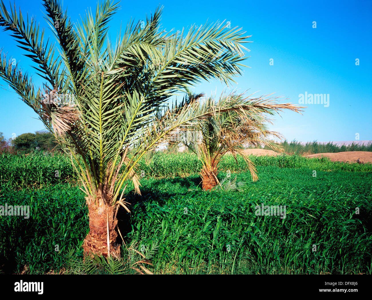 El kharga hi-res stock photography and images - Alamy