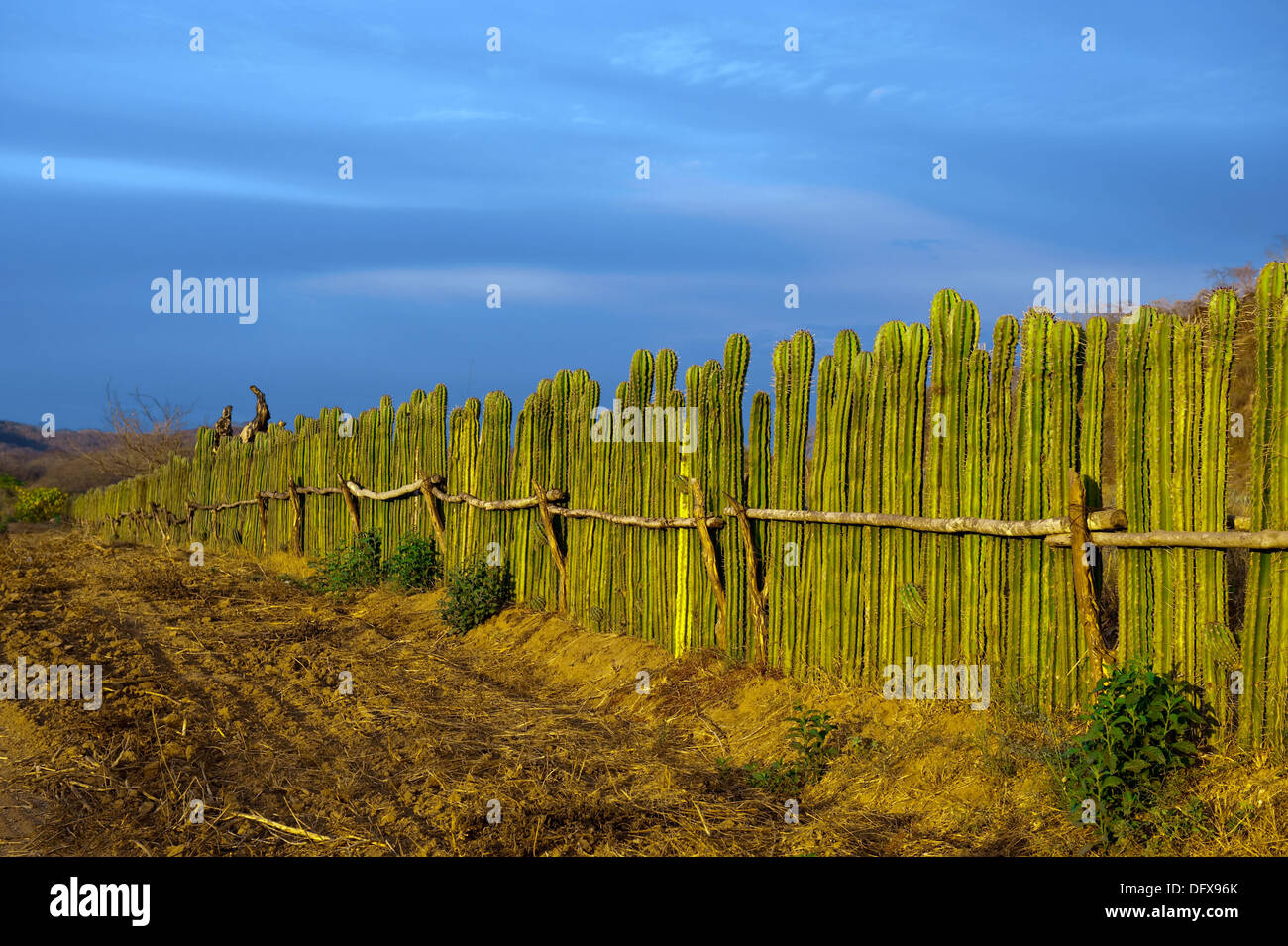 Cactus Fence High Resolution Stock Photography and Images - Alamy