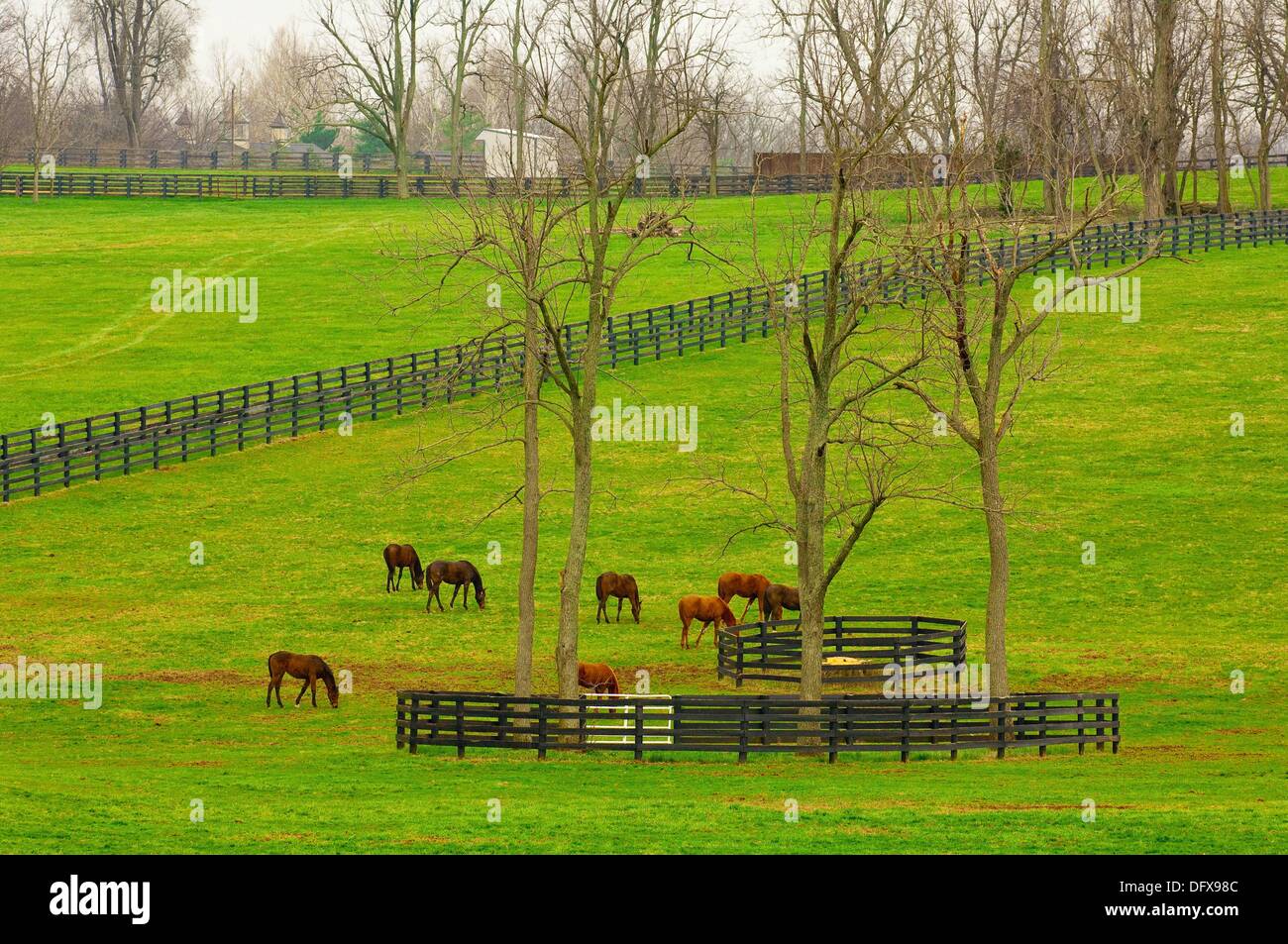 Winstar Farm Thoroughbred Horse Farm High Resolution Stock Photography and Images - Alamy