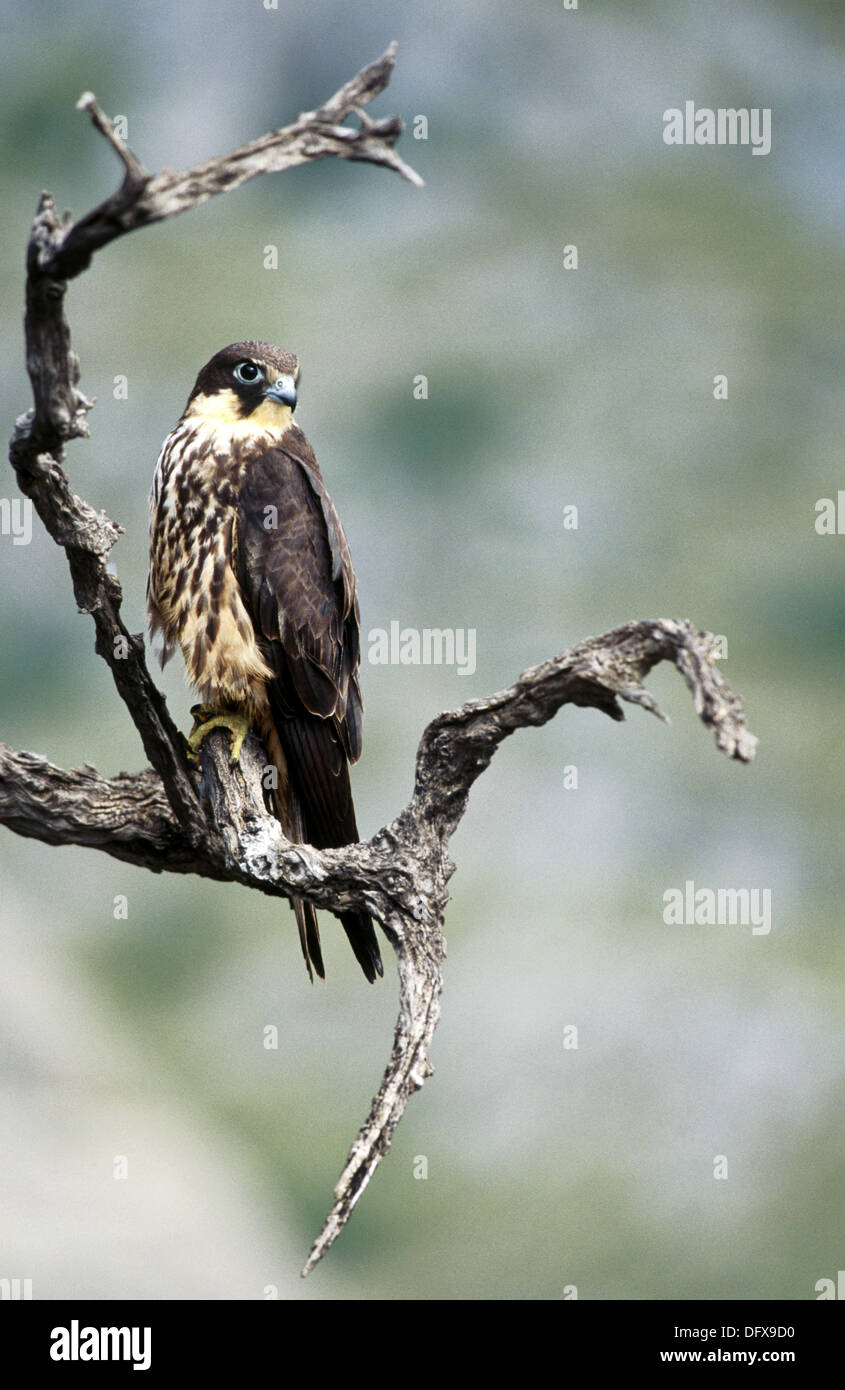 Eleonora falcon hi-res stock photography and images - Alamy