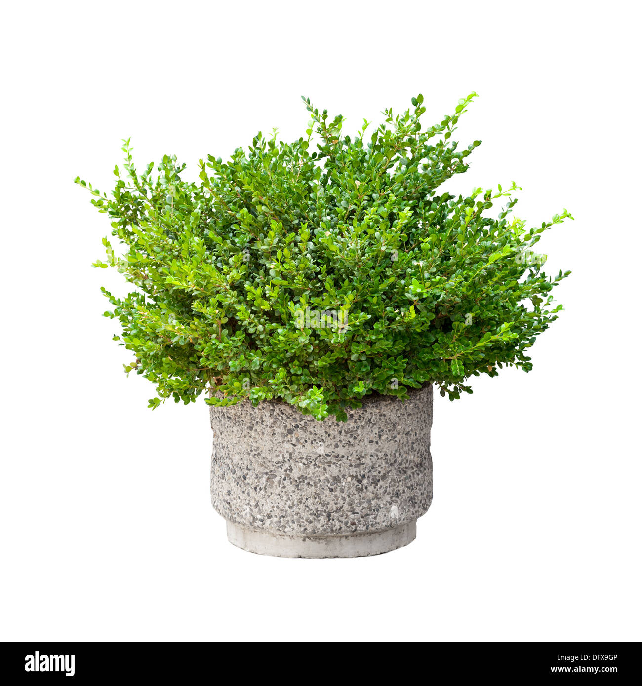 Small green decorative bush growing in a pod isolated on white Stock ...