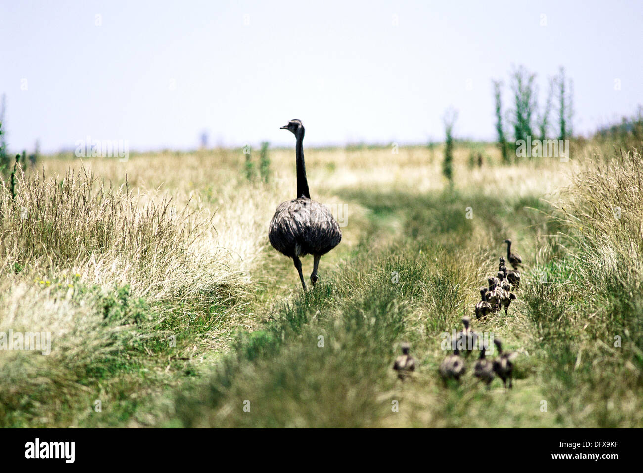 Rhea bird chick hi-res stock photography and images - Alamy