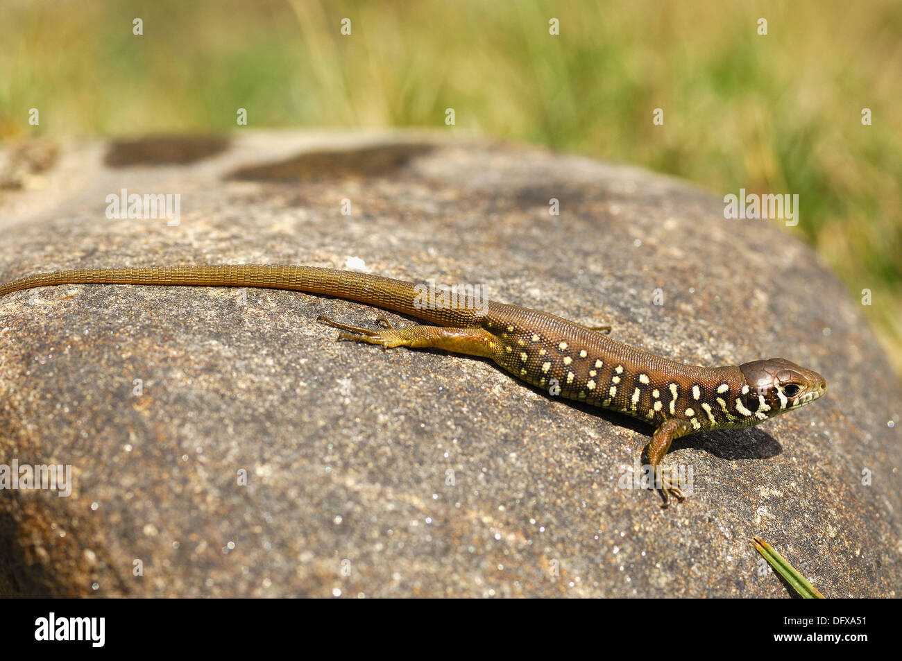 Schreiber color hi-res stock photography and images - Alamy