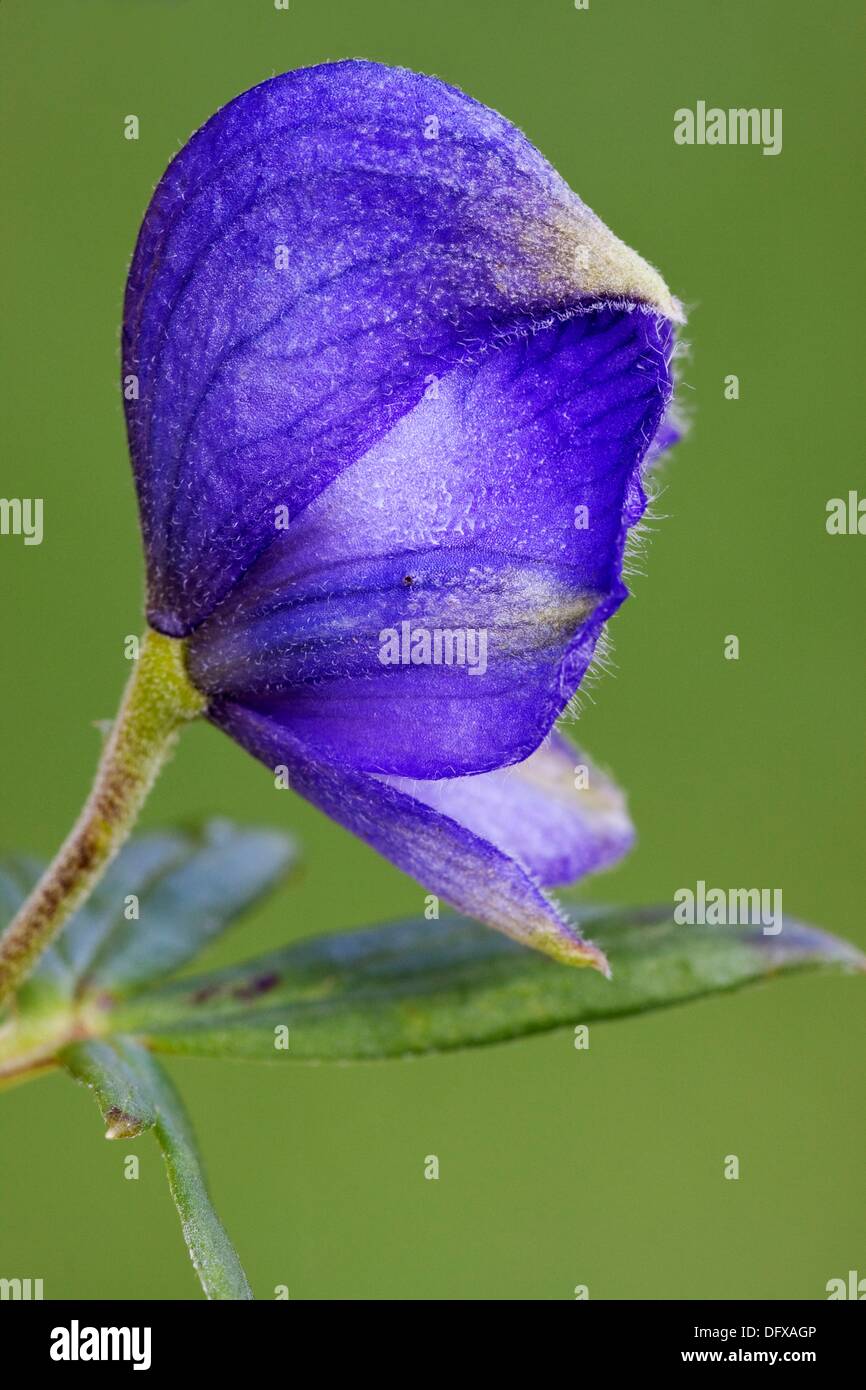 S bane hi-res stock photography and images - Alamy