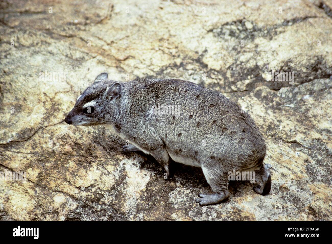 Rock hyrax paw hi-res stock photography and images - Alamy