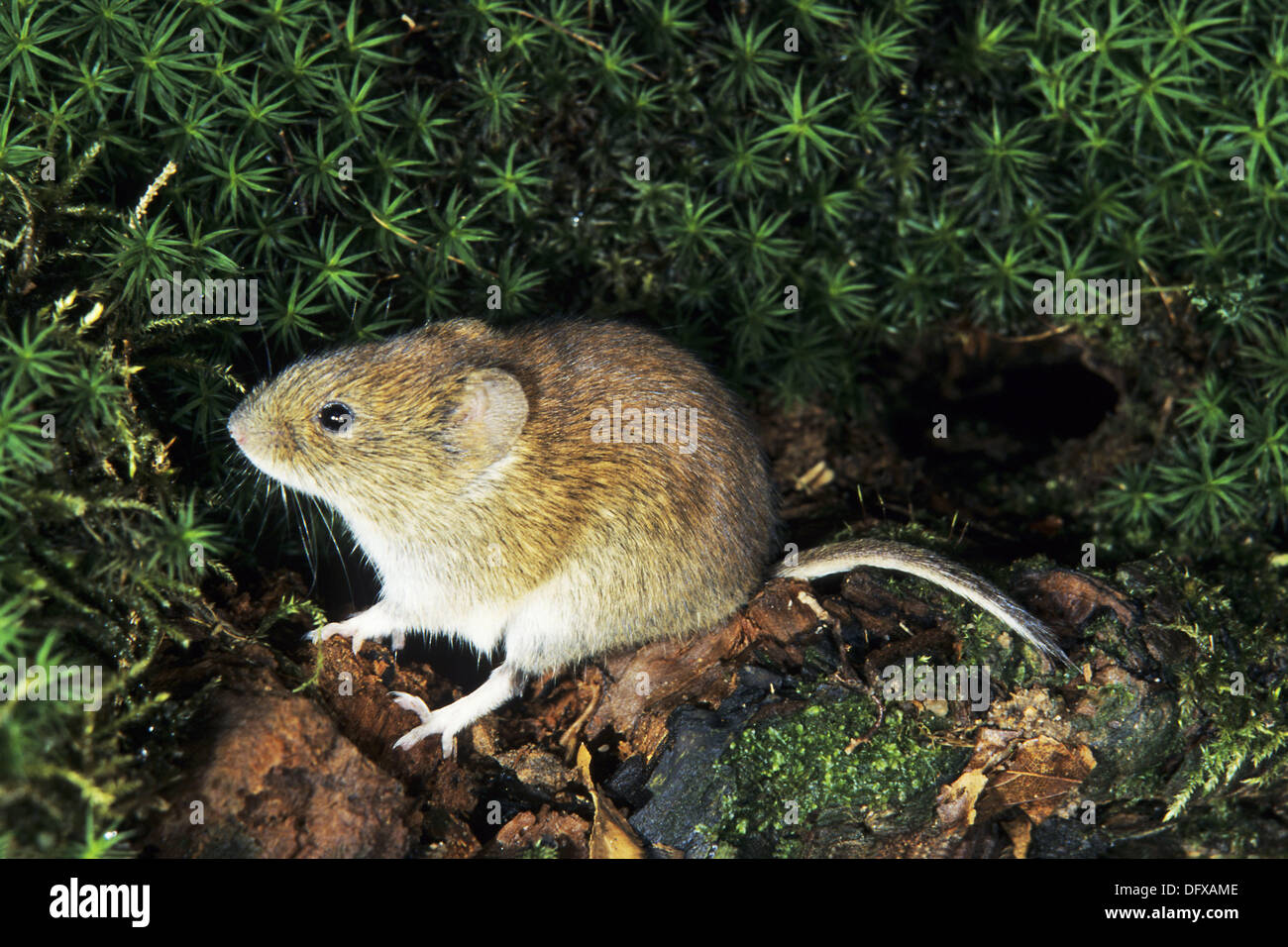 Vole in its claw hi-res stock photography and images - Alamy