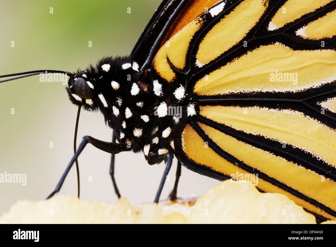 Fruit Sucking Moth High Resolution Stock Photography and Images - Alamy