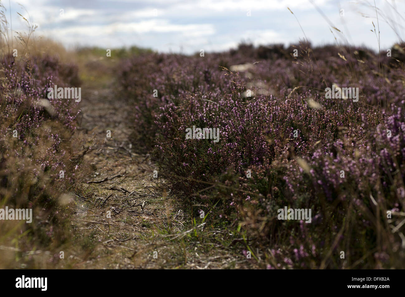 Heather in bloom, North Yorkshire Moors National Park, England Stock ...