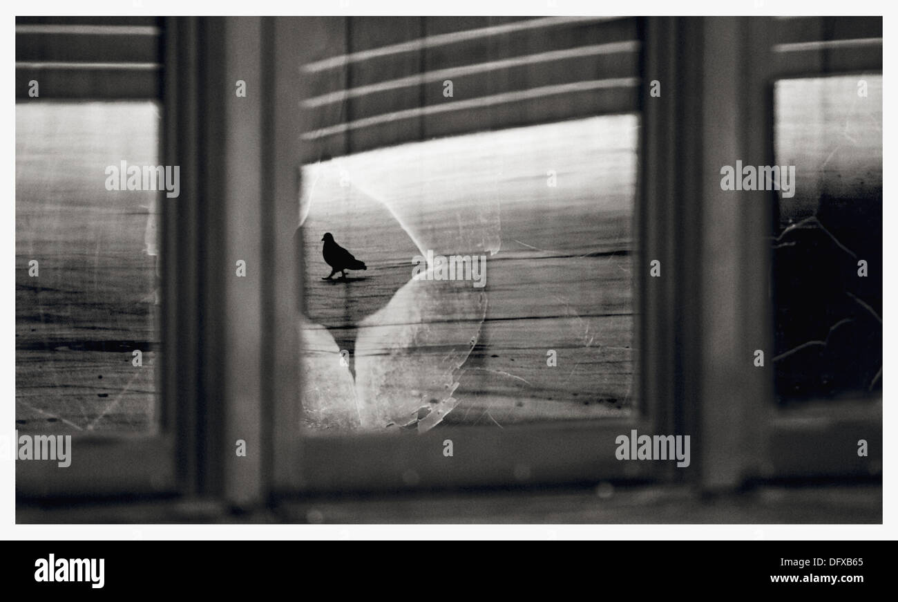 Glass bird hi-res stock photography and images - Alamy