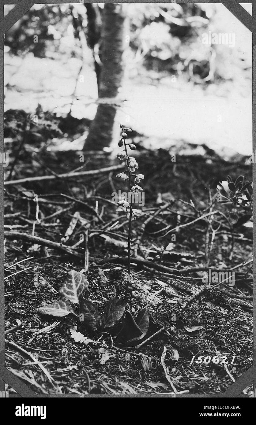 Plant green plant grows Black and White Stock Photos & Images - Alamy