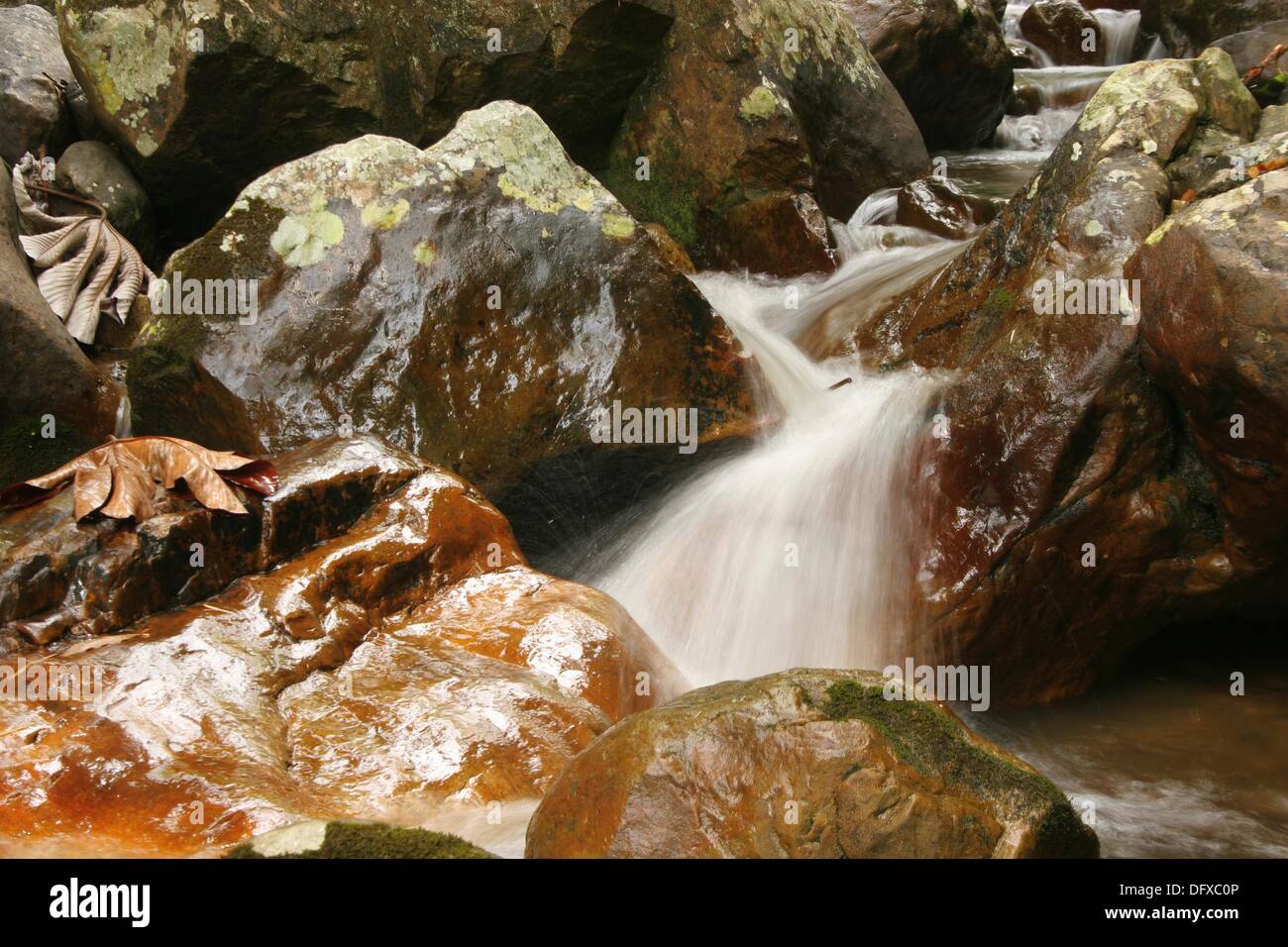 Stream, Yacambu National Park, Venezuela Stock Photo - Alamy