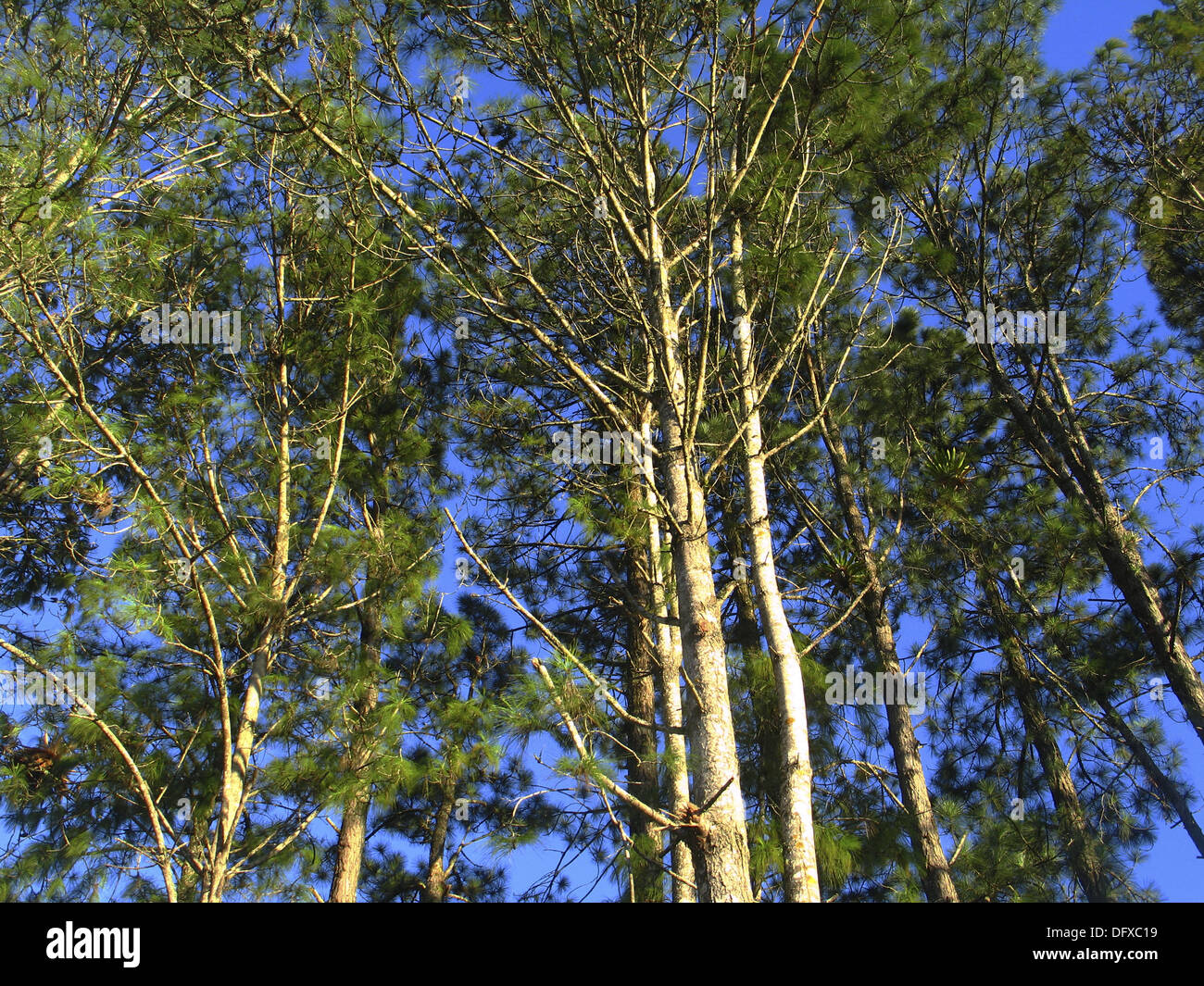 Pine trees, Caracas, Venezuela Stock Photo - Alamy