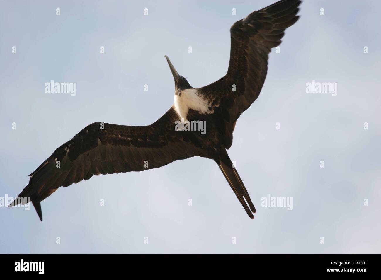Fragata magnificens hi-res stock photography and images - Alamy