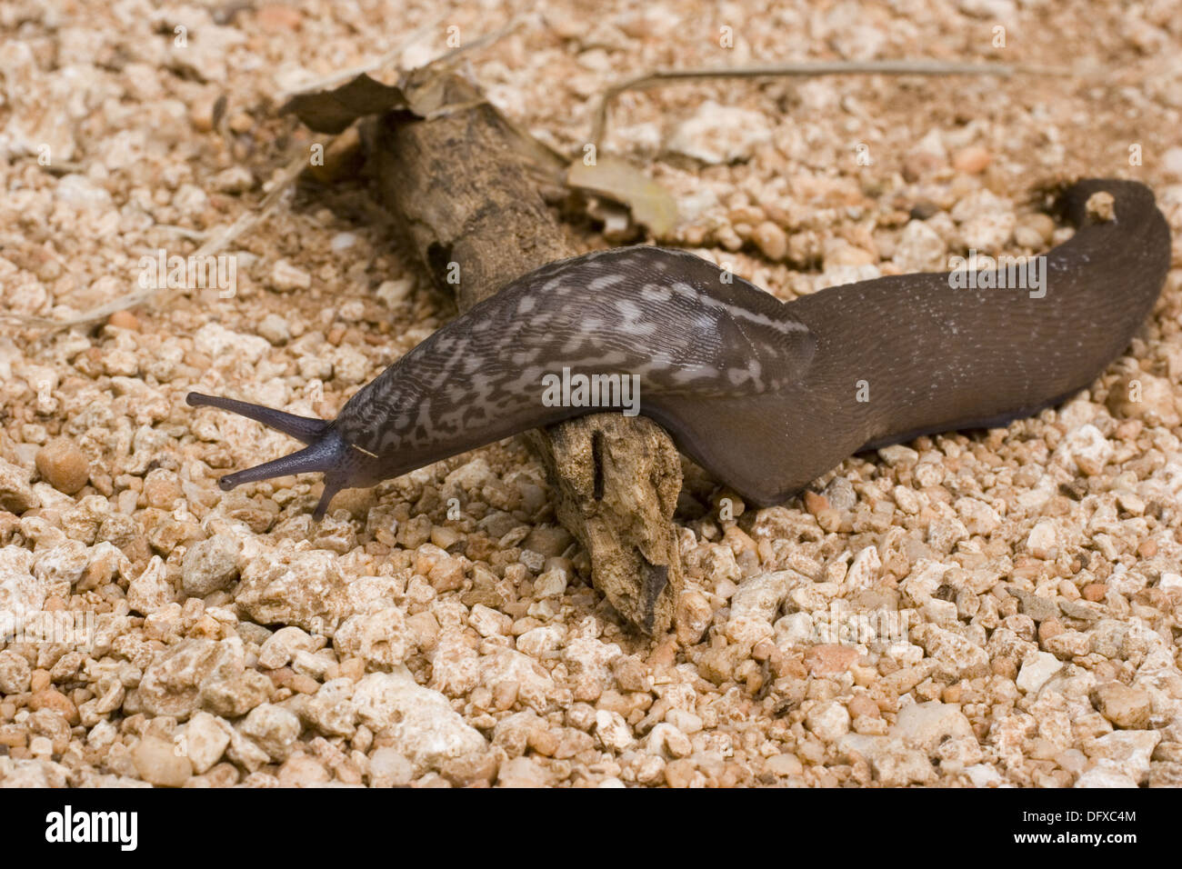 With shell and without shell hi-res stock photography and images - Alamy