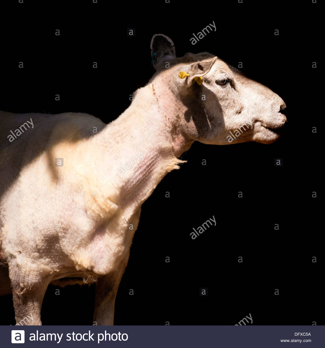 Shorn Stock Photos & Shorn Stock Images - Alamy