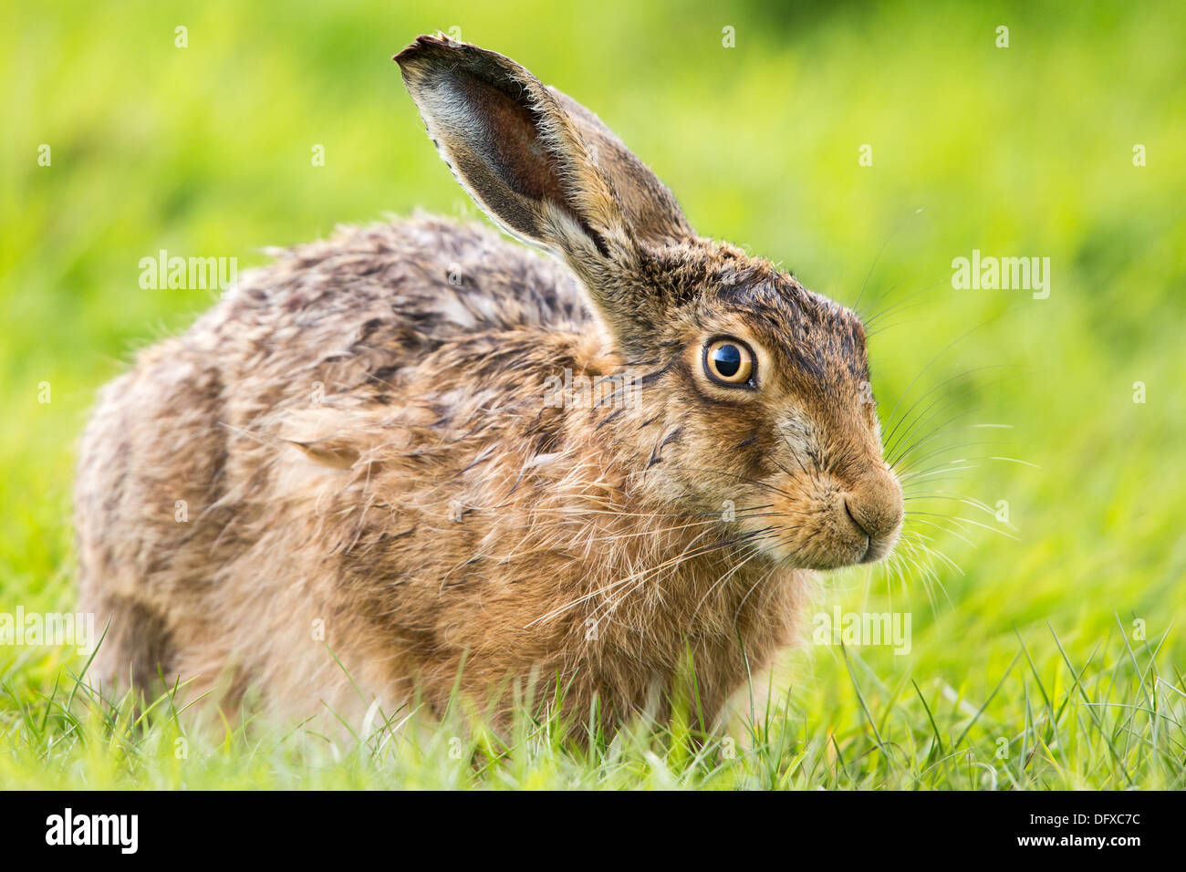 Close up brown hare lepus europaeus hi-res stock photography and images ...
