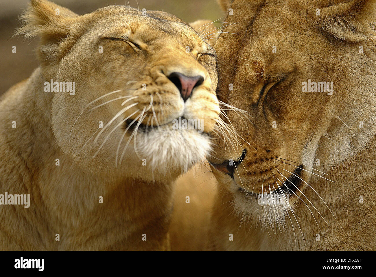 Lions chilling hi-res stock photography and images - Alamy