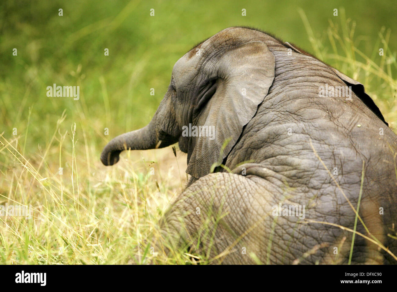 African elephant laying down hi-res stock photography and images - Alamy