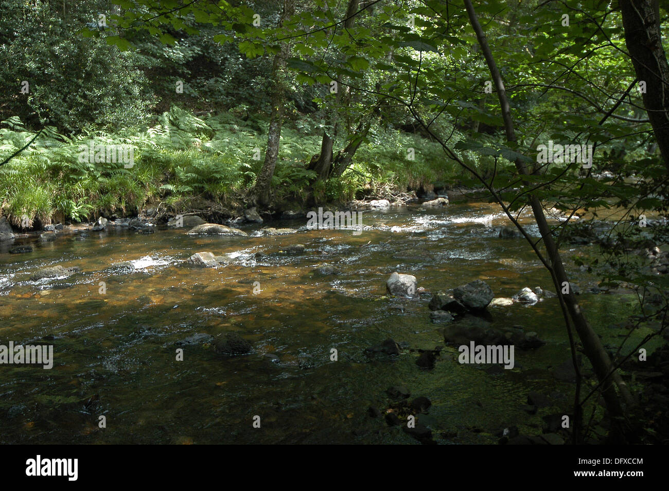 Fingle bridge devon hi-res stock photography and images - Alamy