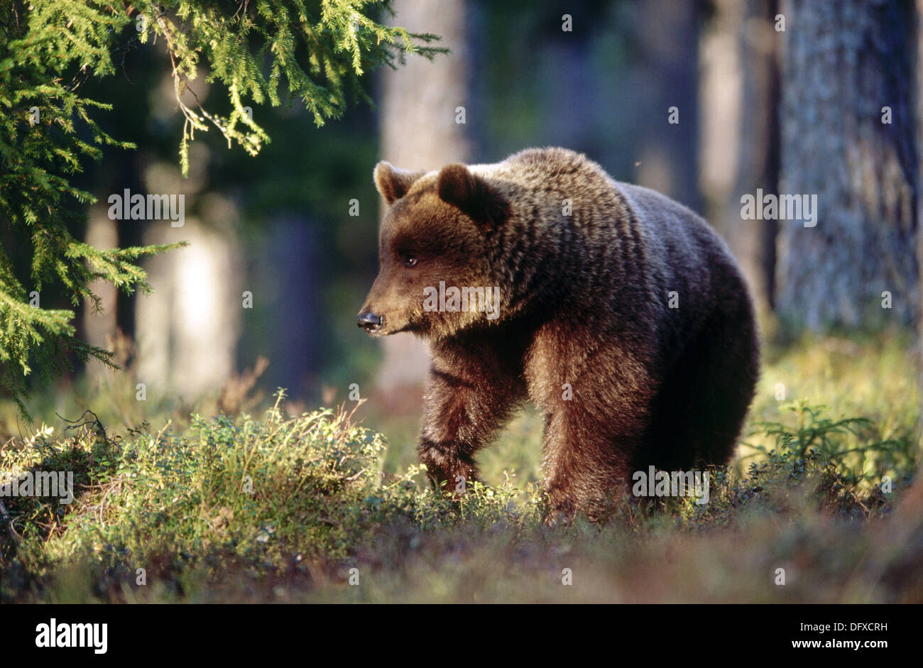 Brown bear (Ursus arctos). Spring. Midsummernight standing in the pine ...
