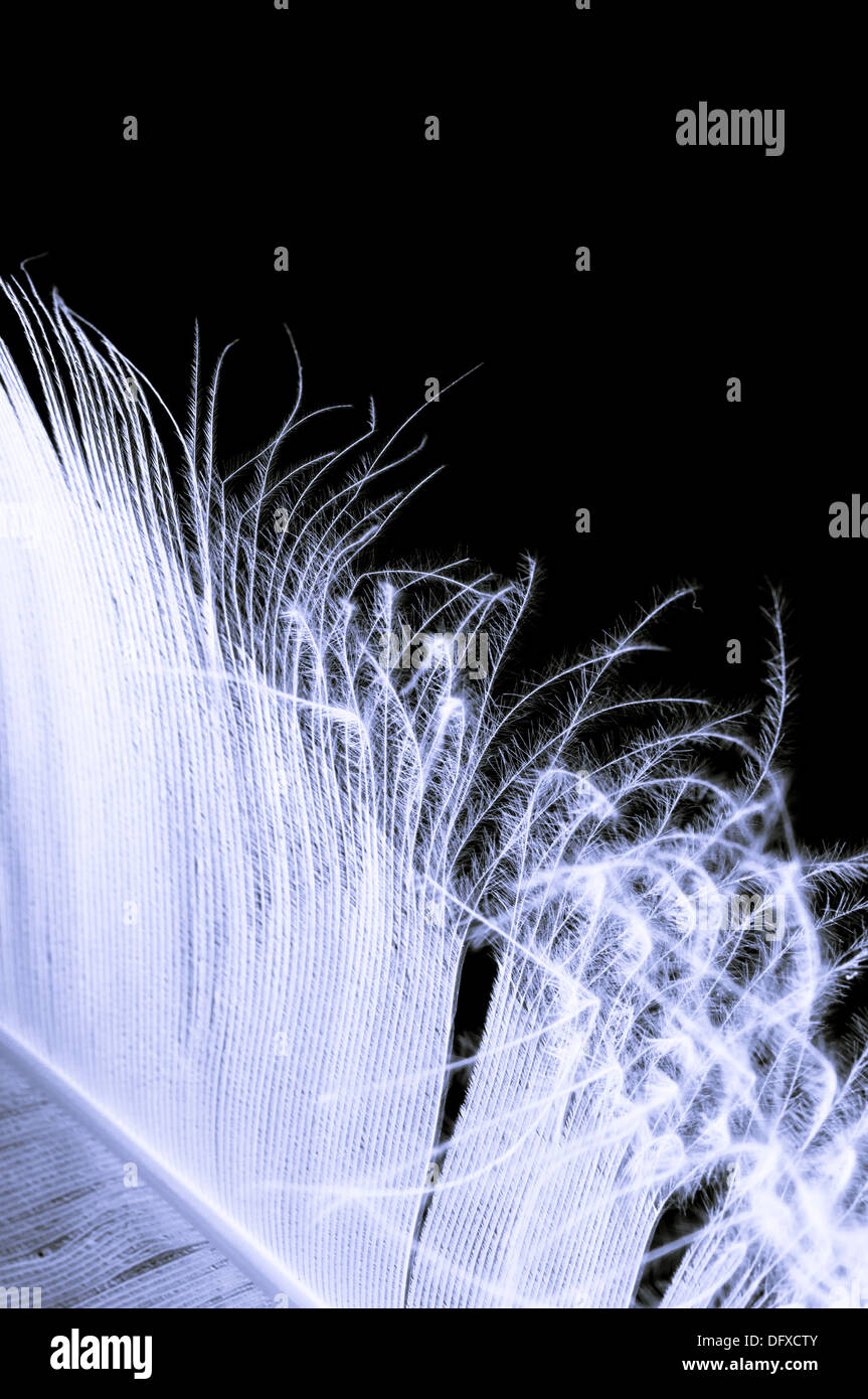 White feather hi-res stock photography and images - Alamy