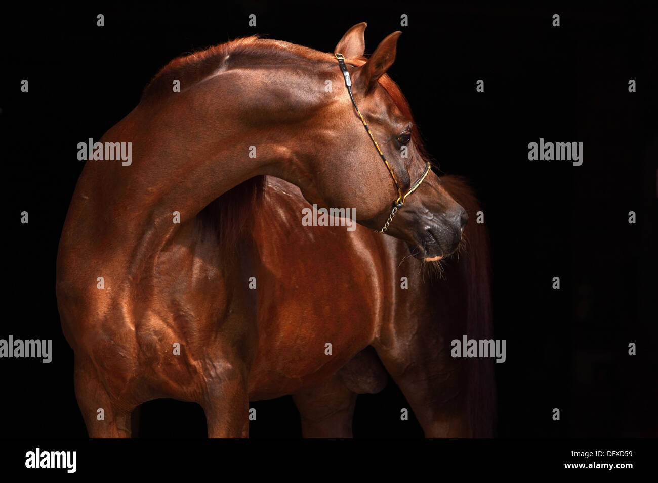 Purebred arabian horse hi-res stock photography and images - Alamy
