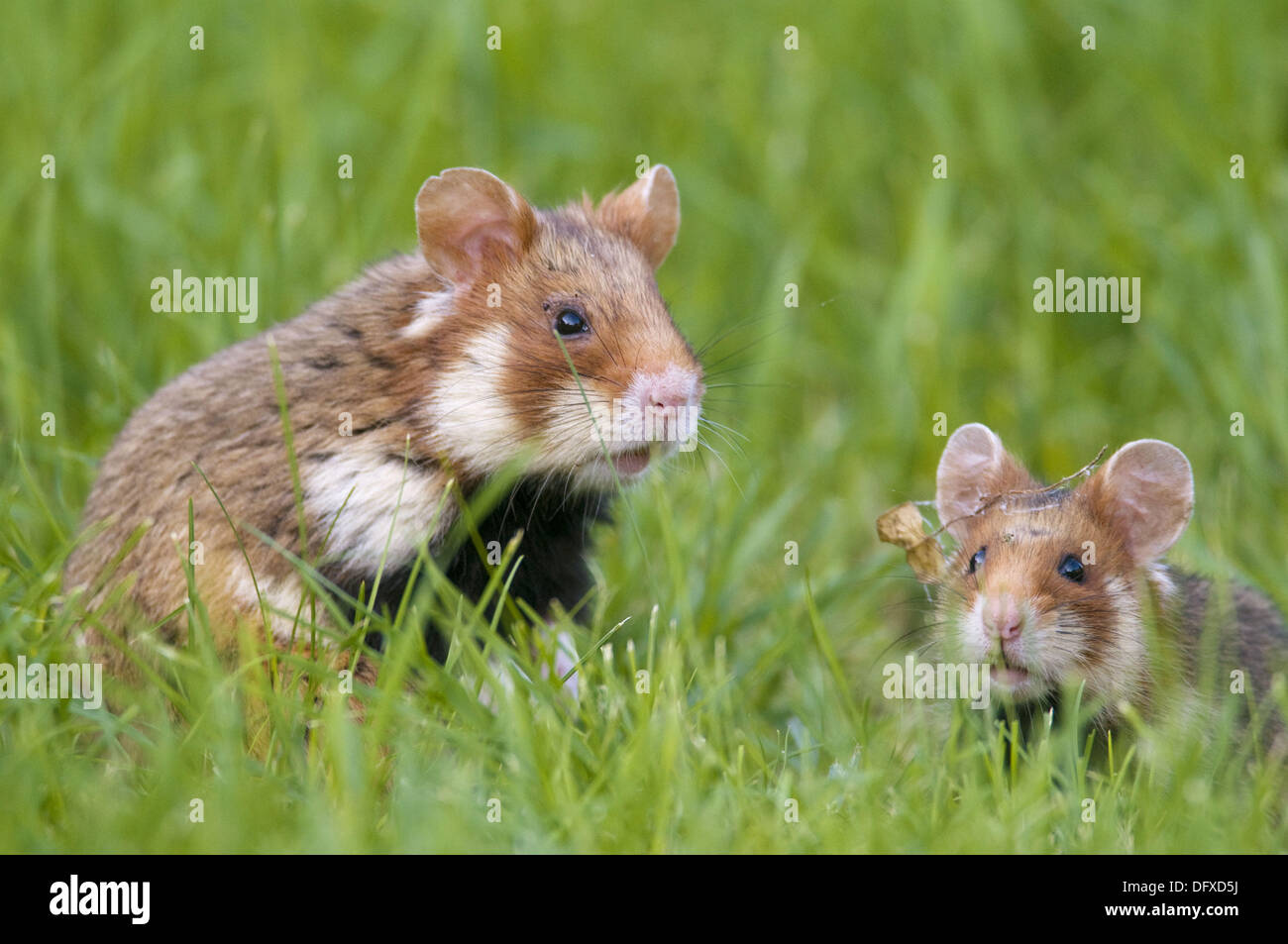 Common hamster cricetus cricetus hi-res stock photography and images ...