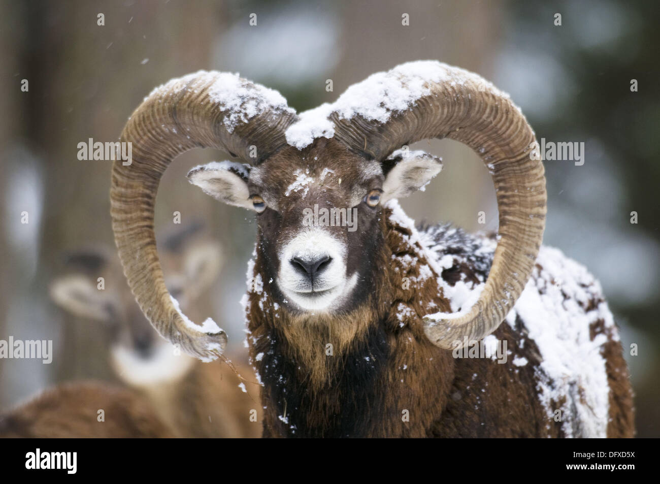 Ram with horns hi-res stock photography and images - Alamy
