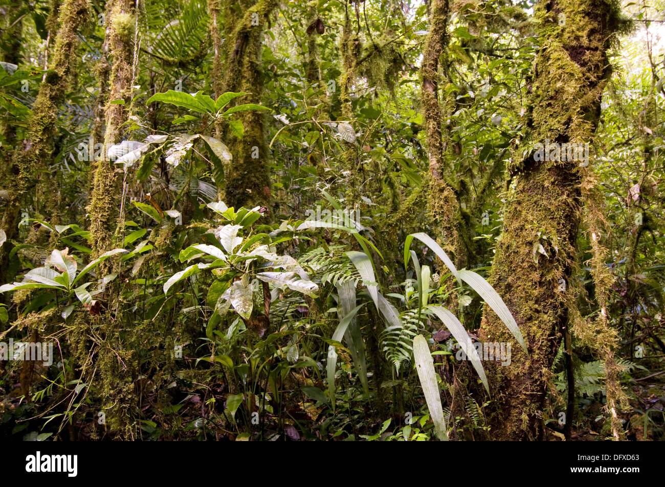 Mountain rainforest Kinabalu National Park Sabah Borneo Malaysia Stock ...