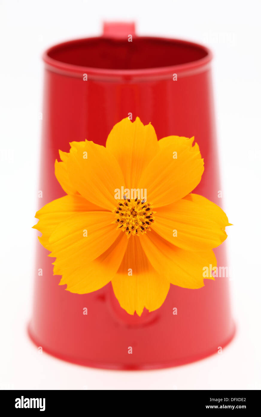 Cosmos flower pot hi-res stock photography and images - Alamy