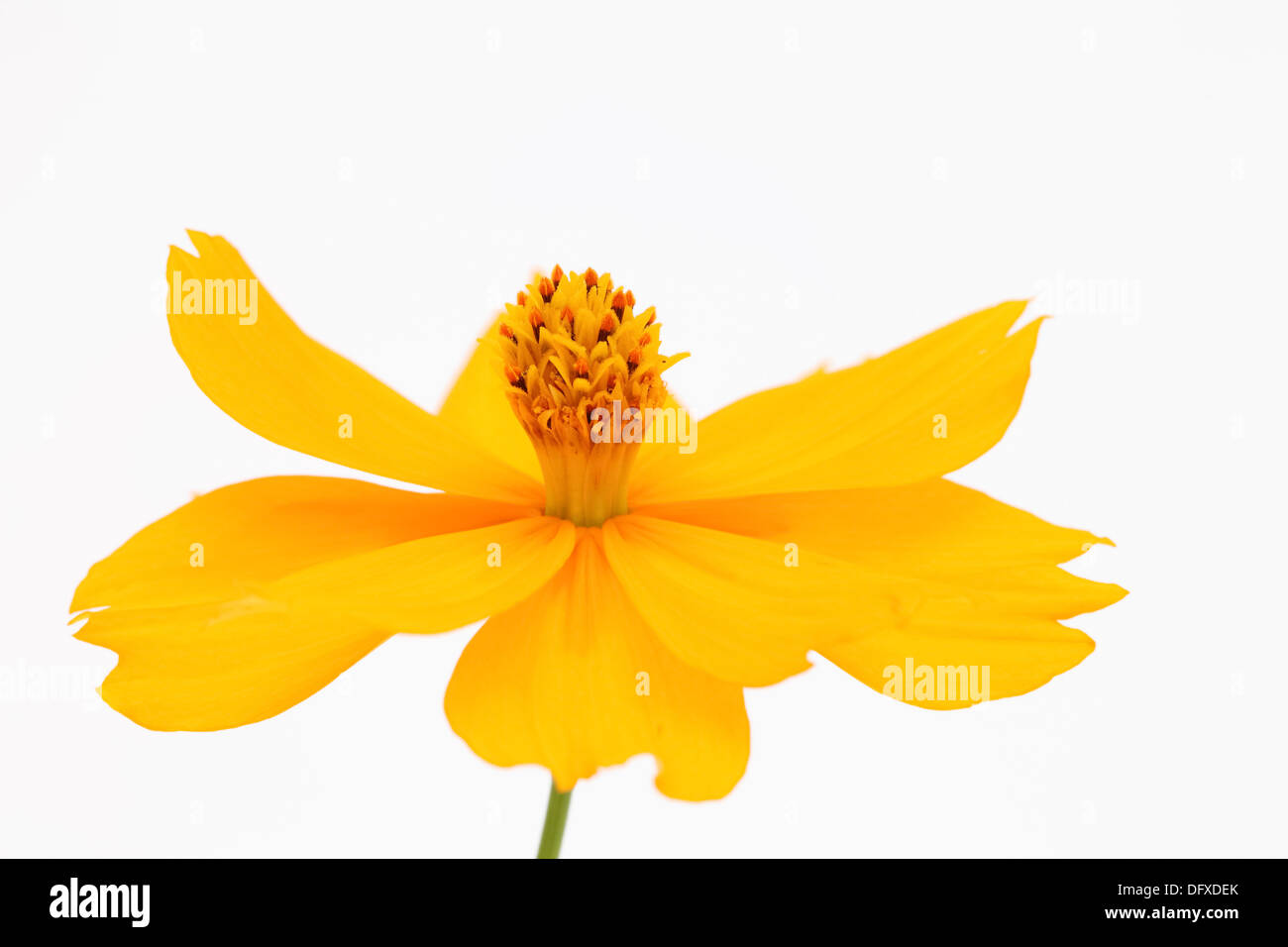 Cosmos growth Cut Out Stock Images & Pictures - Alamy