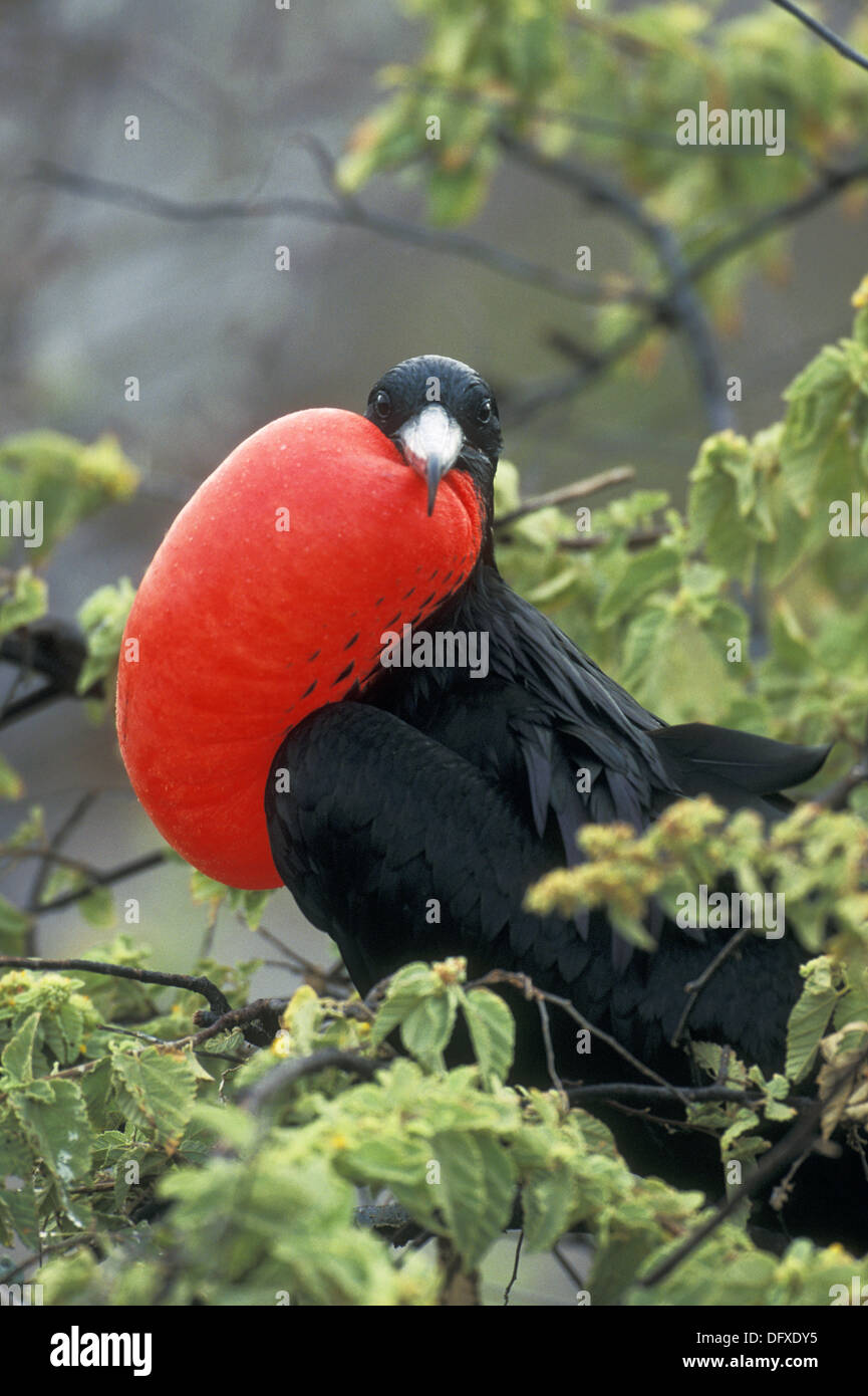 Frigatebird displaying hi-res stock photography and images - Alamy