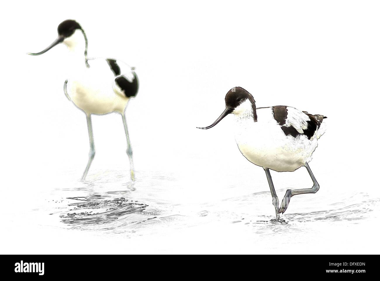 Avocet drawing hi-res stock photography and images - Alamy