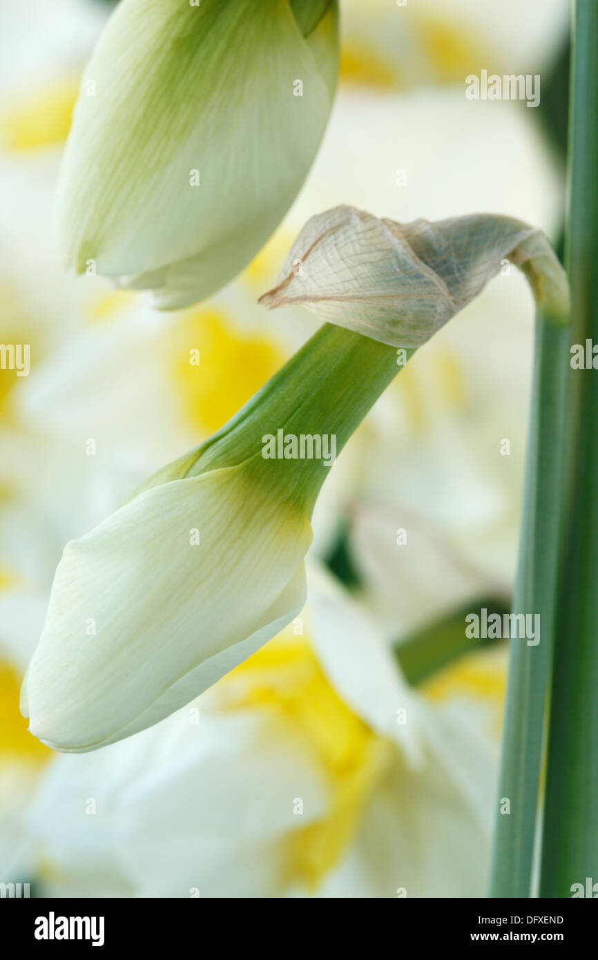 Narcissus 'White Lion' AGM Daffodil Div 4 Double, Flower bud April ...