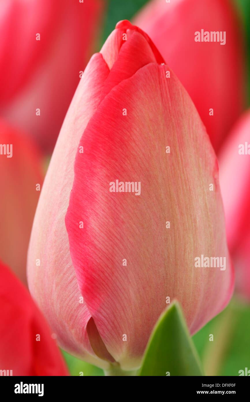 Tulipa 'Van Eijk' Tulip Darwin Hybrid Group April Stock Photo - Alamy