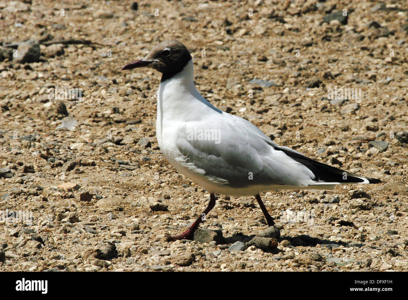 Black Headed Gull, Larus (ridibundus), Dartmoor National Park Stock ...