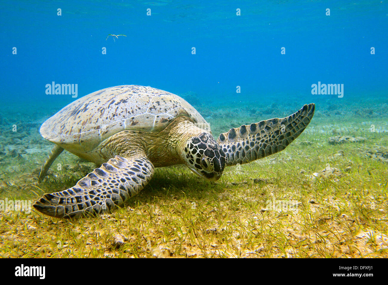 Mayotte comores hi-res stock photography and images - Alamy