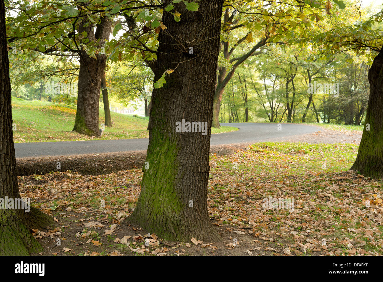a road in the park in autumn Stock Photo - Alamy